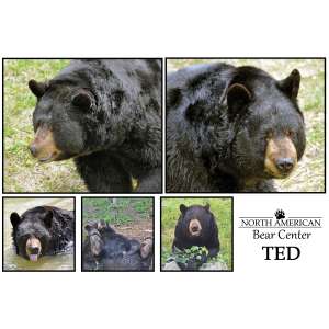 Home - North American Bear CenterNorth American Bear Center