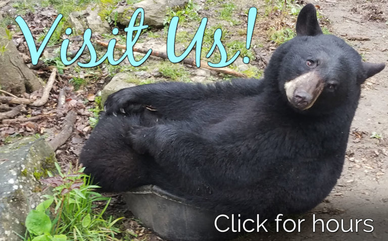 Home - North American Bear CenterNorth American Bear Center