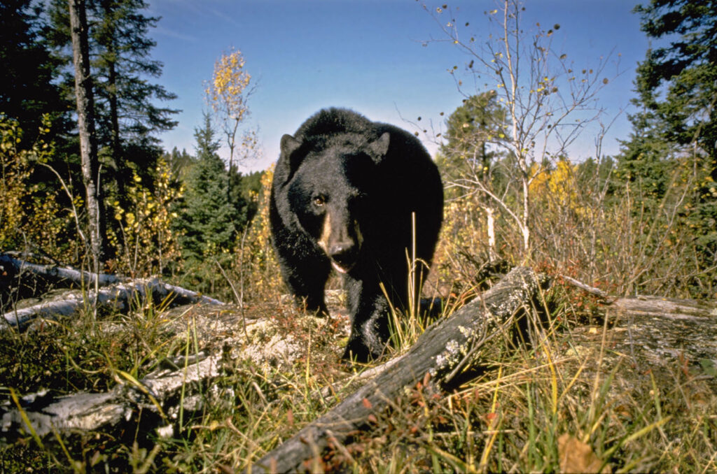 What If I See a Black Bear? - North American Bear Center