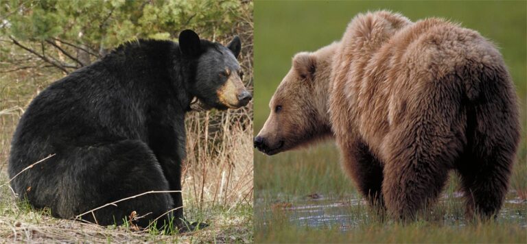 How to Tell Black Bears from Brown/Grizzly Bears - North American Bear ...