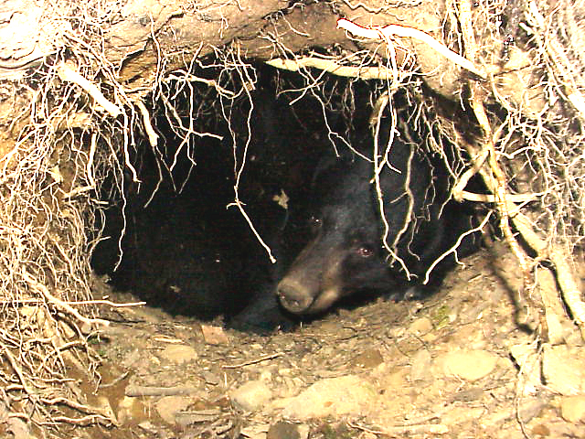 Researcher Discovers Clues to Bear Bone Strength - North American Bear ...