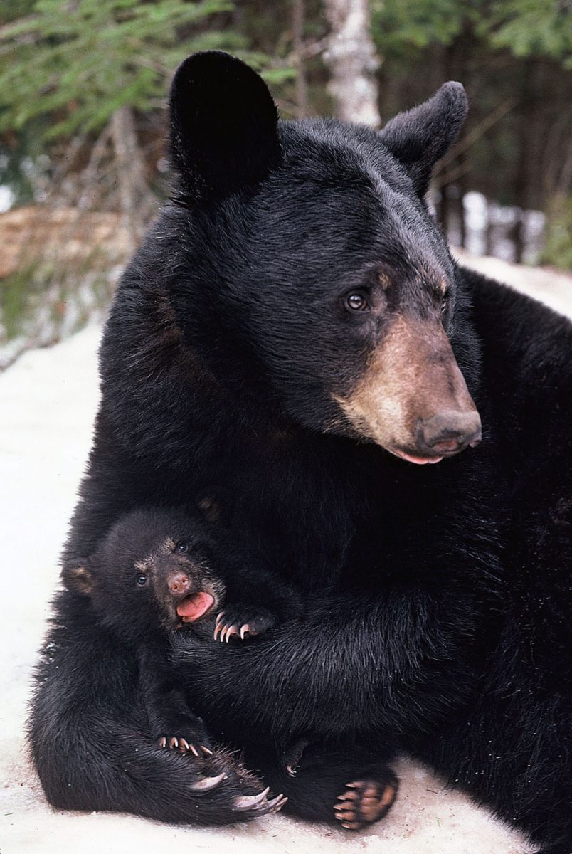 The Black Bears’ Voice - North American Bear Center