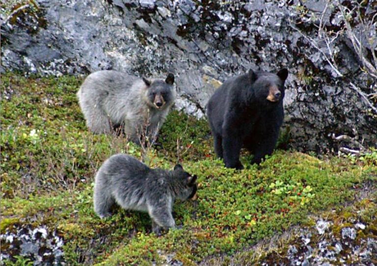 Black Bear Color Phases - North American Bear Center