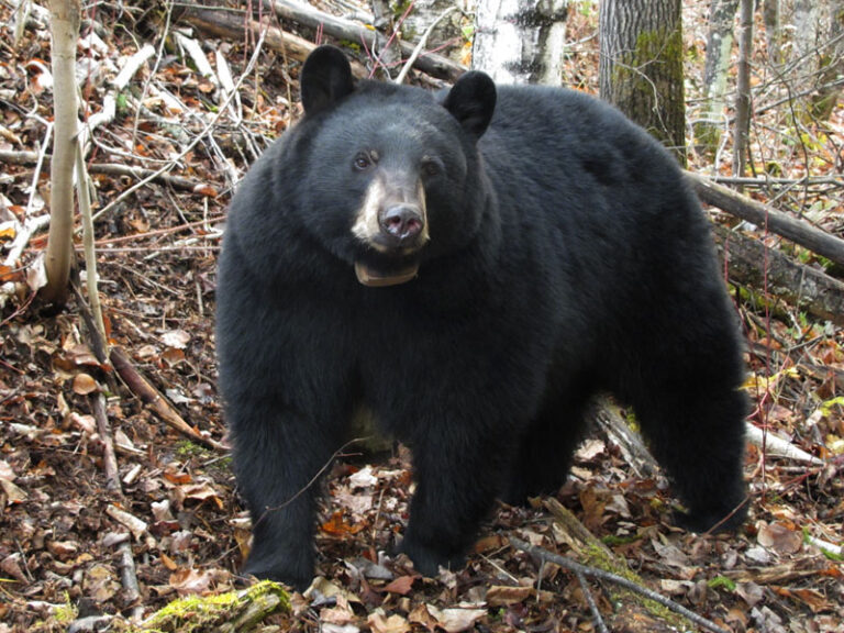 5 Stages of Activity and Hibernation - North American Bear Center