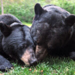 Bear Behavior & Communication Archives - North American Bear Center