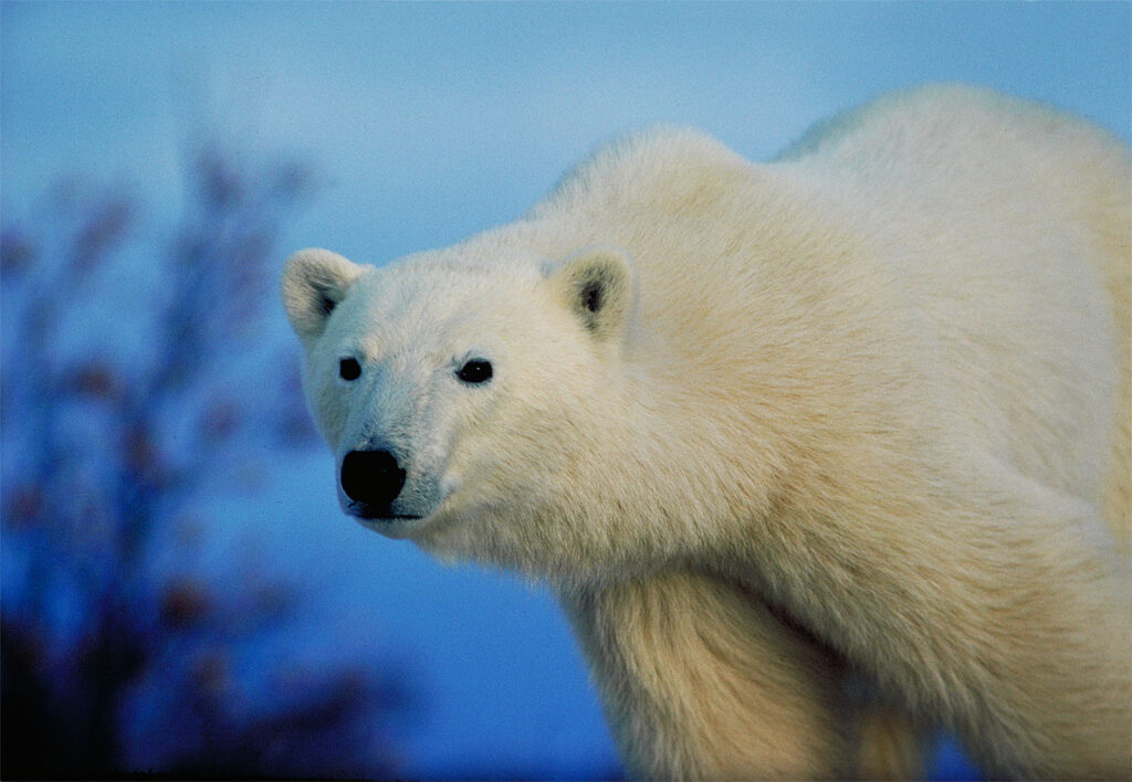 Polar Bear Facts - North American Bear Center
