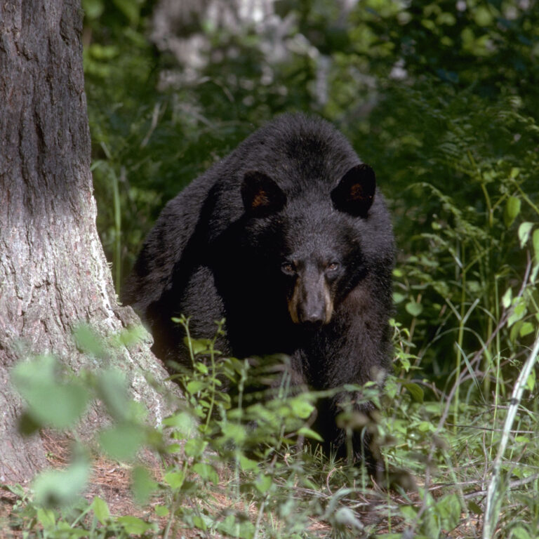 How Dangerous Are Black Bears? - North American Bear Center