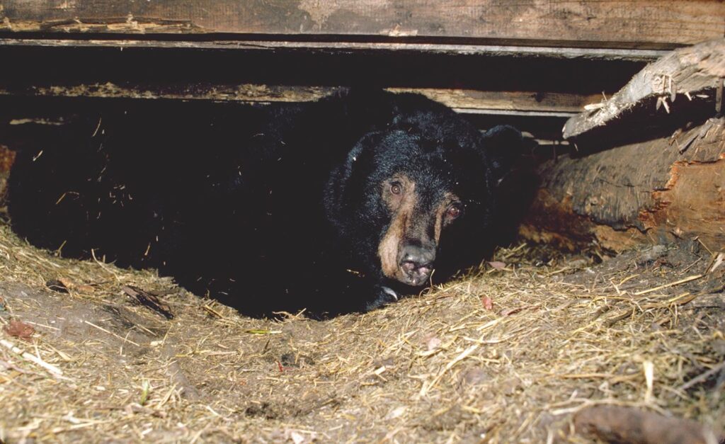 What If I Corner a Black Bear? - North American Bear Center