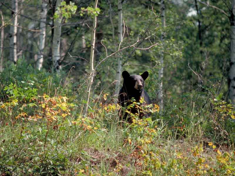 How Dangerous Are Black Bears? - North American Bear Center