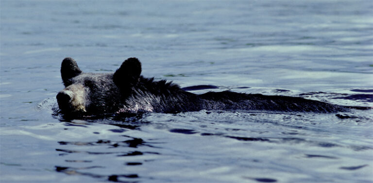 Senses and Abilities - North American Bear Center