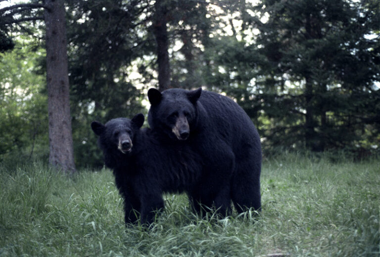 Courtship and Mating - North American Bear Center