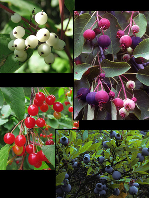 Berries – a Critical Food - North American Bear Center