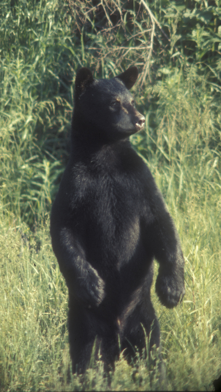 Activities and Social Organization - North American Bear Center