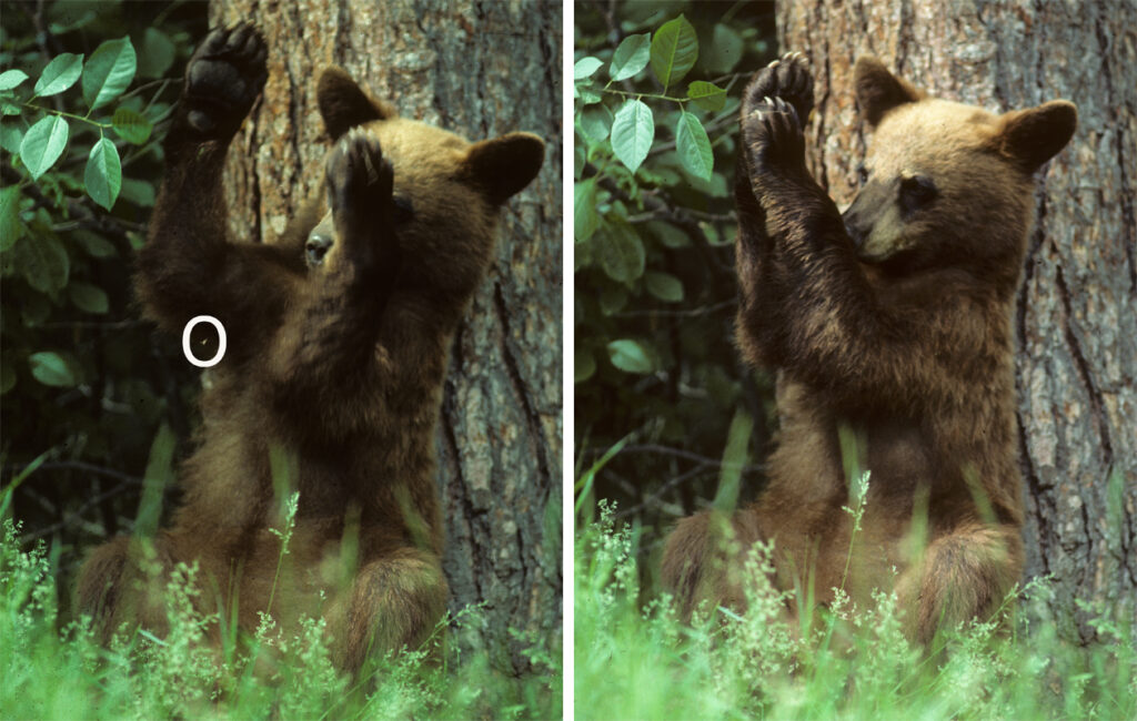 How Do Black Bears Respond to Deer Flies and Horse Flies? - North ...