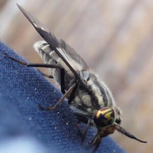 How Do Black Bears Respond to Deer Flies and Horse Flies? - North ...
