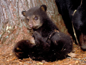 Why Do Bears Play? - North American Bear Center