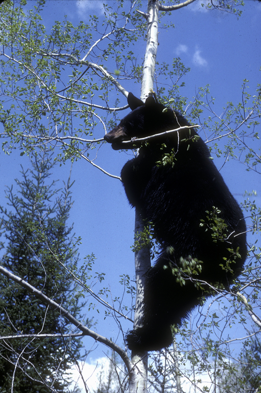 Learning Which Stem to Pull Down - North American Bear Center
