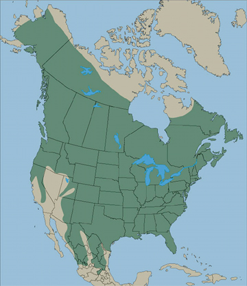 Black Bear Range - North American Bear Center