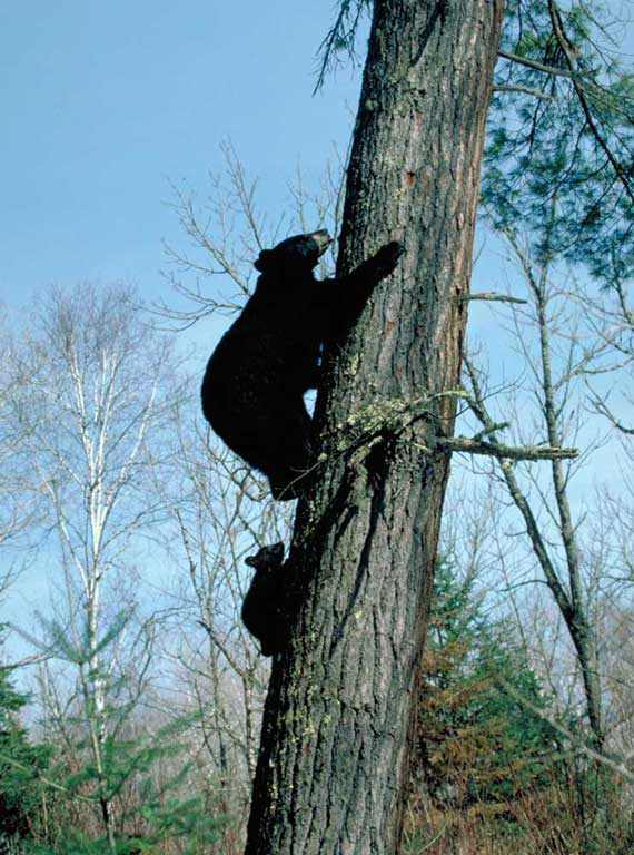 How Dangerous Are Black Bears? - North American Bear Center