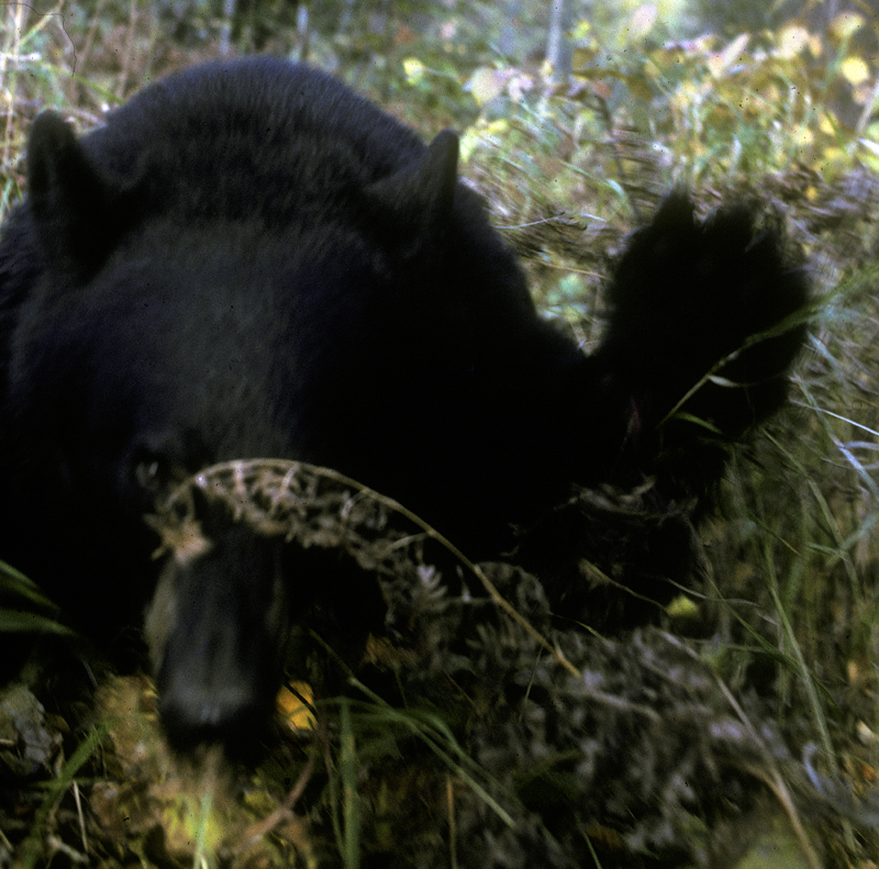 How Dangerous Are Black Bears? - North American Bear Center
