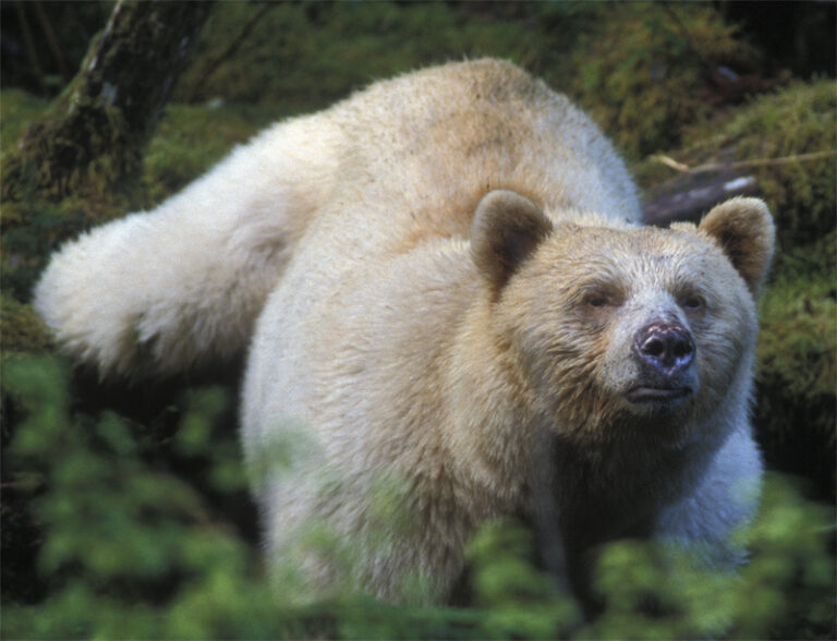 Black Bear Color Phases - North American Bear Center