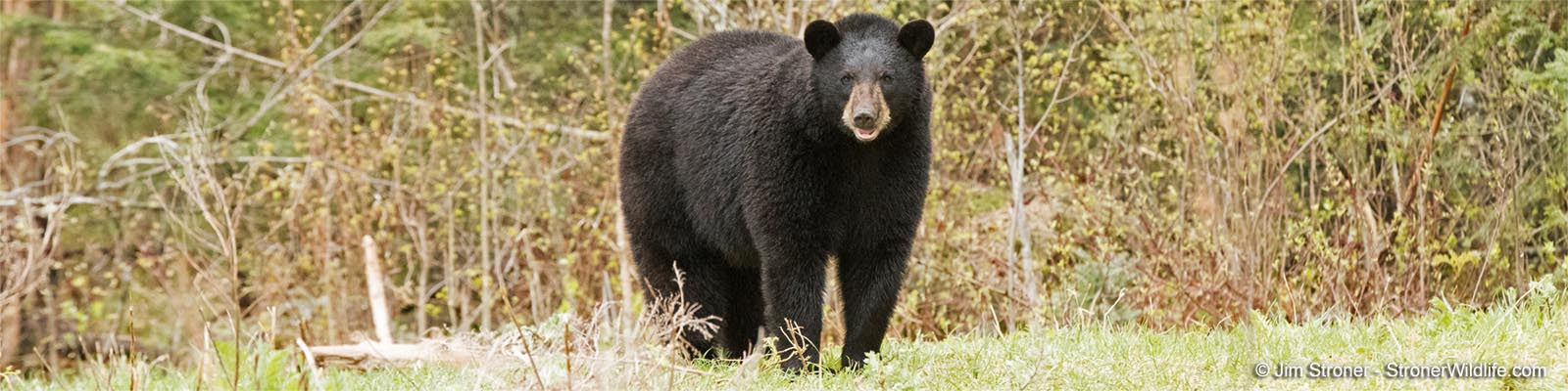 Tasha - North American Bear Center