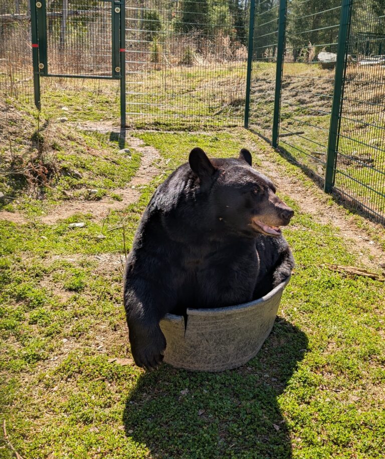 Bear News - MAY 2025 - North American Bear Center