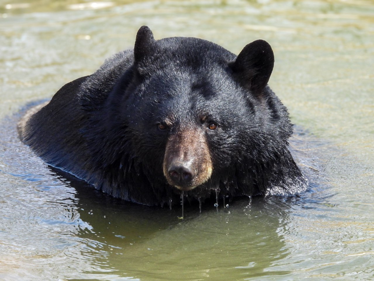 Bear News - MAY 2025 - North American Bear Center