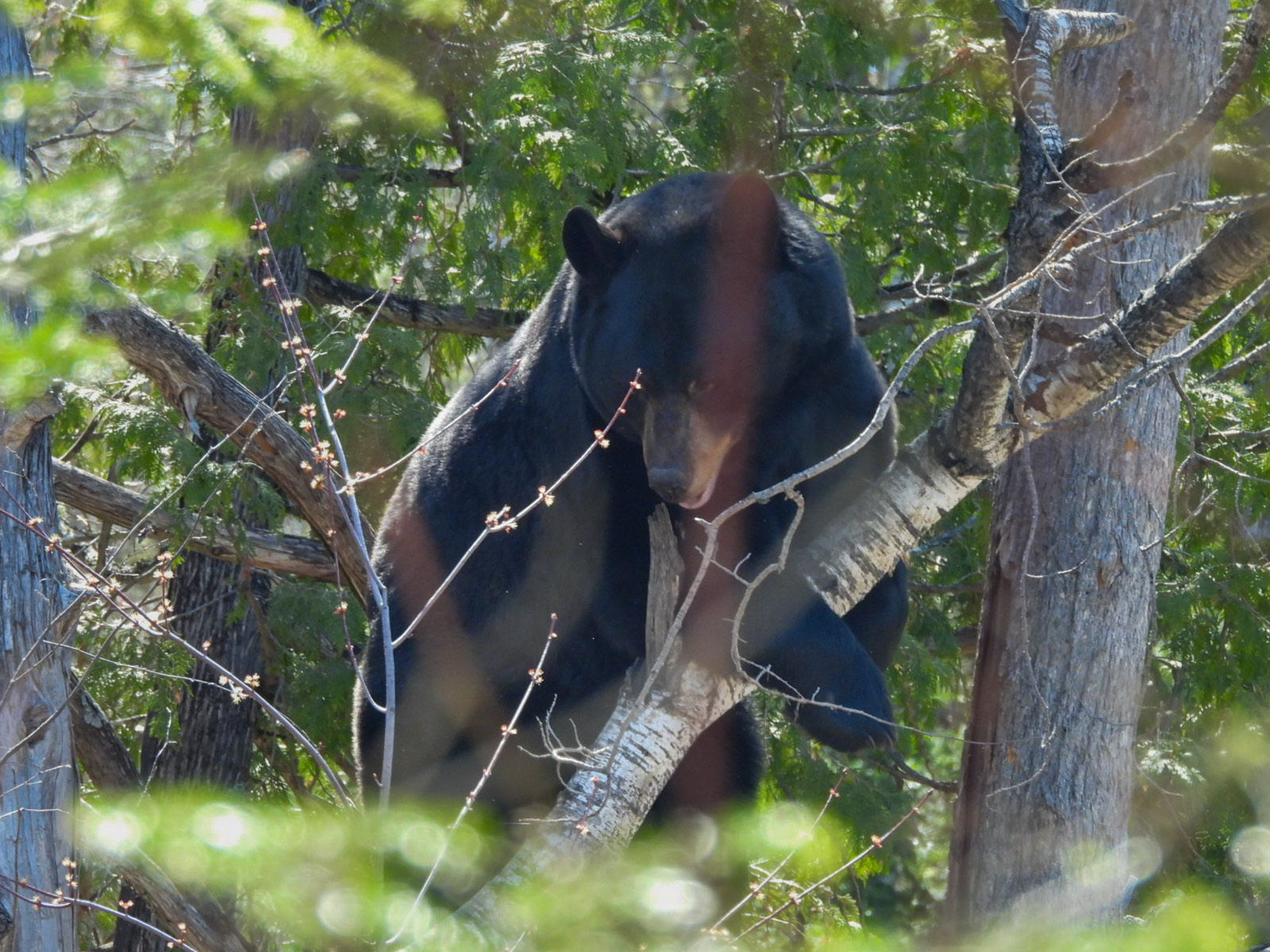 Bear News - JUNE 2025 - North American Bear Center