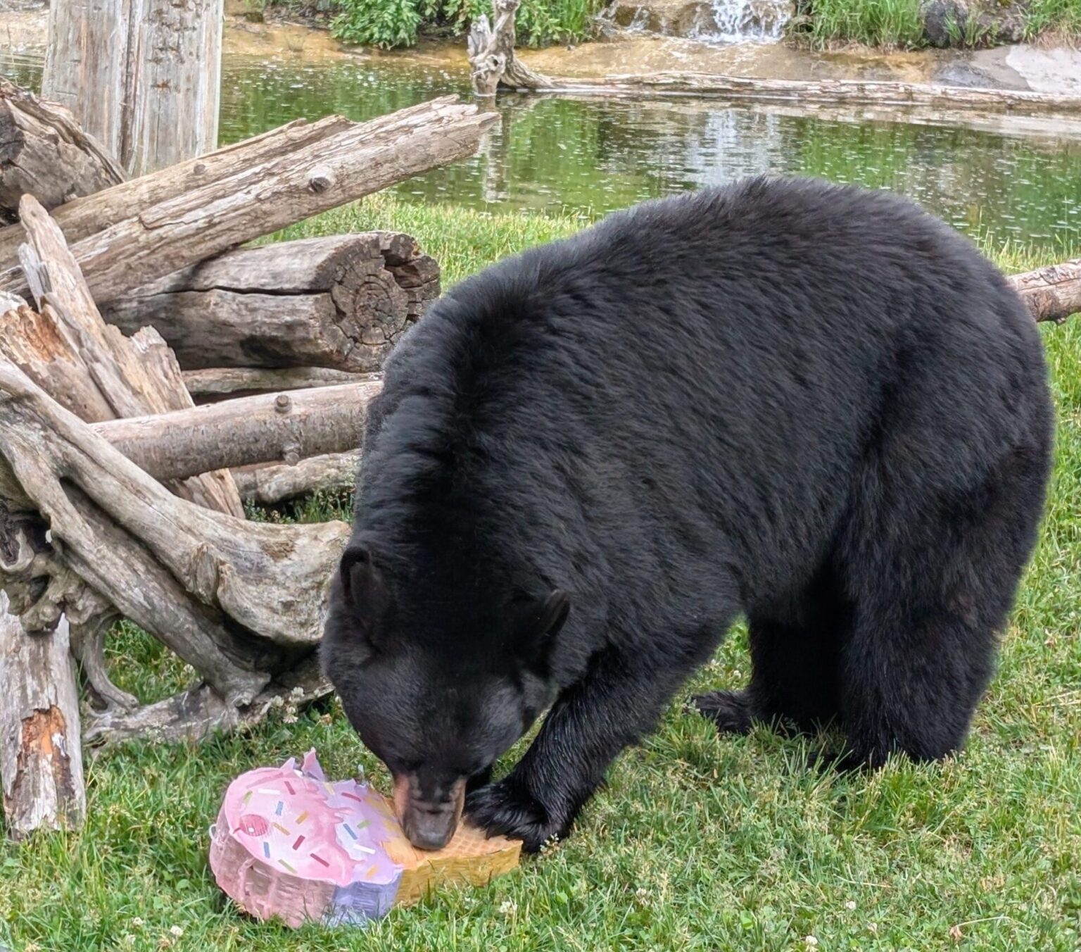 Bear News - JULY 2025 - North American Bear Center