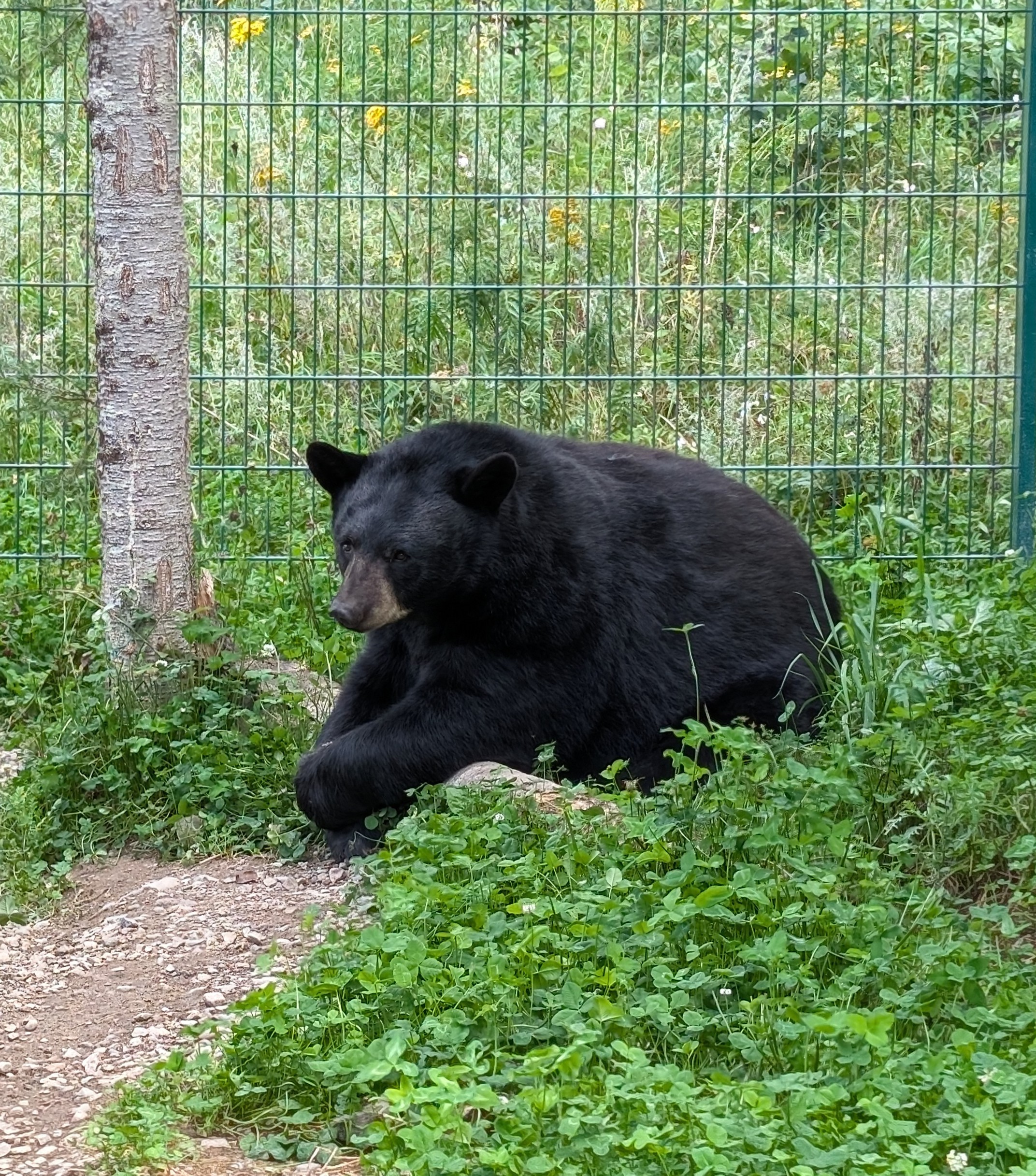 Bear News - SEPTEMBER 2025 - North American Bear Center