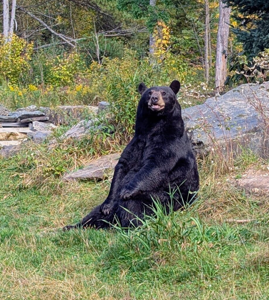 Bear News - OCTOBER 2025 - North American Bear Center