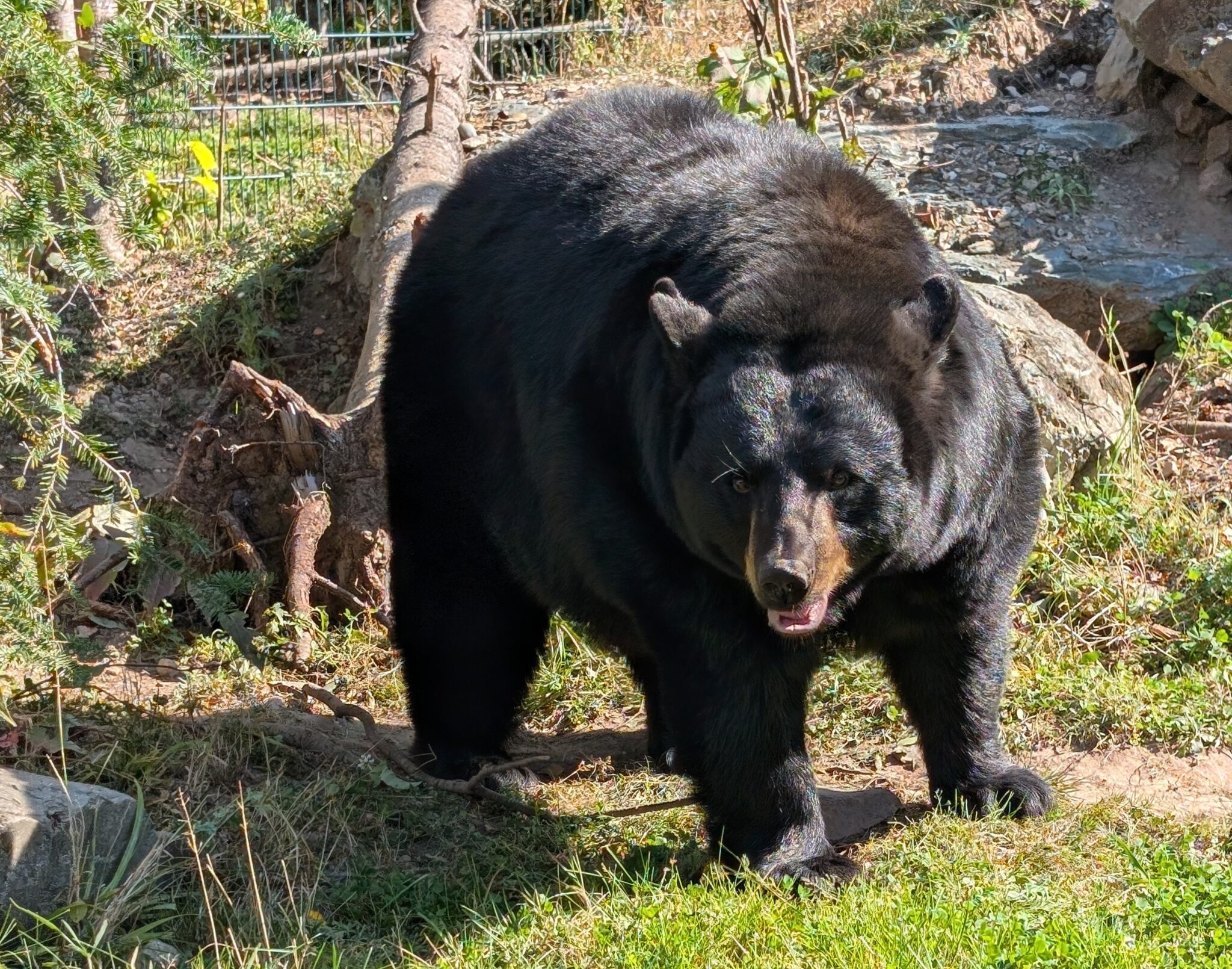 Bear News - MID OCTOBER 2025 - North American Bear Center