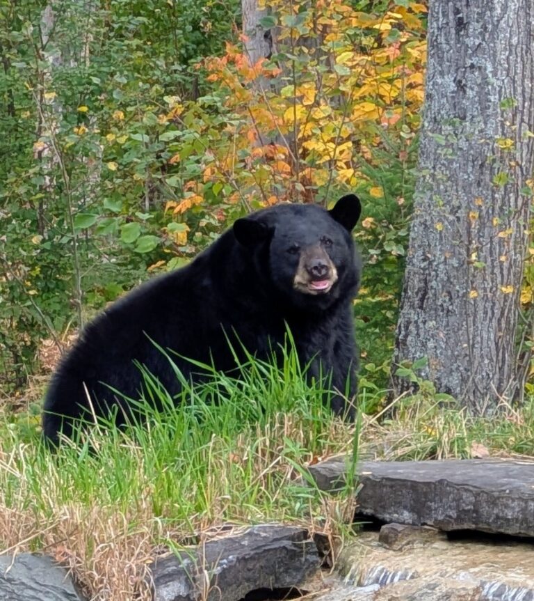 Bear News - MID OCTOBER 2025 - North American Bear Center