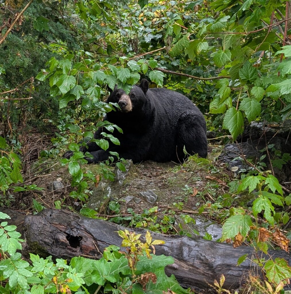 Bear News - OCTOBER 2025 - North American Bear Center
